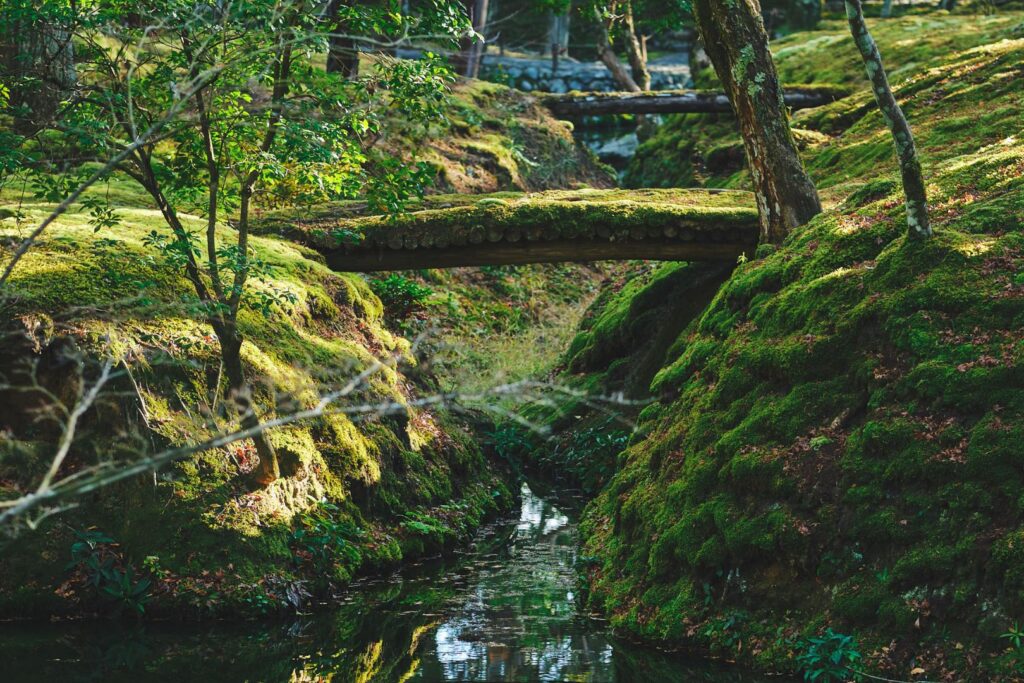 The Genii Locorum of Saihoji （Second Part）Yanase Hiroichi | into Saihoji